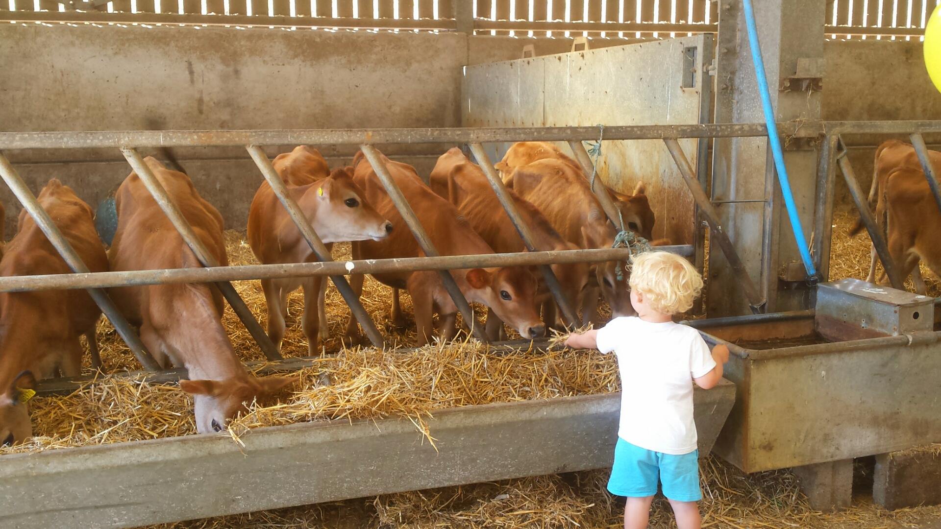 La Ferme Farm Fun Day – brightly.je